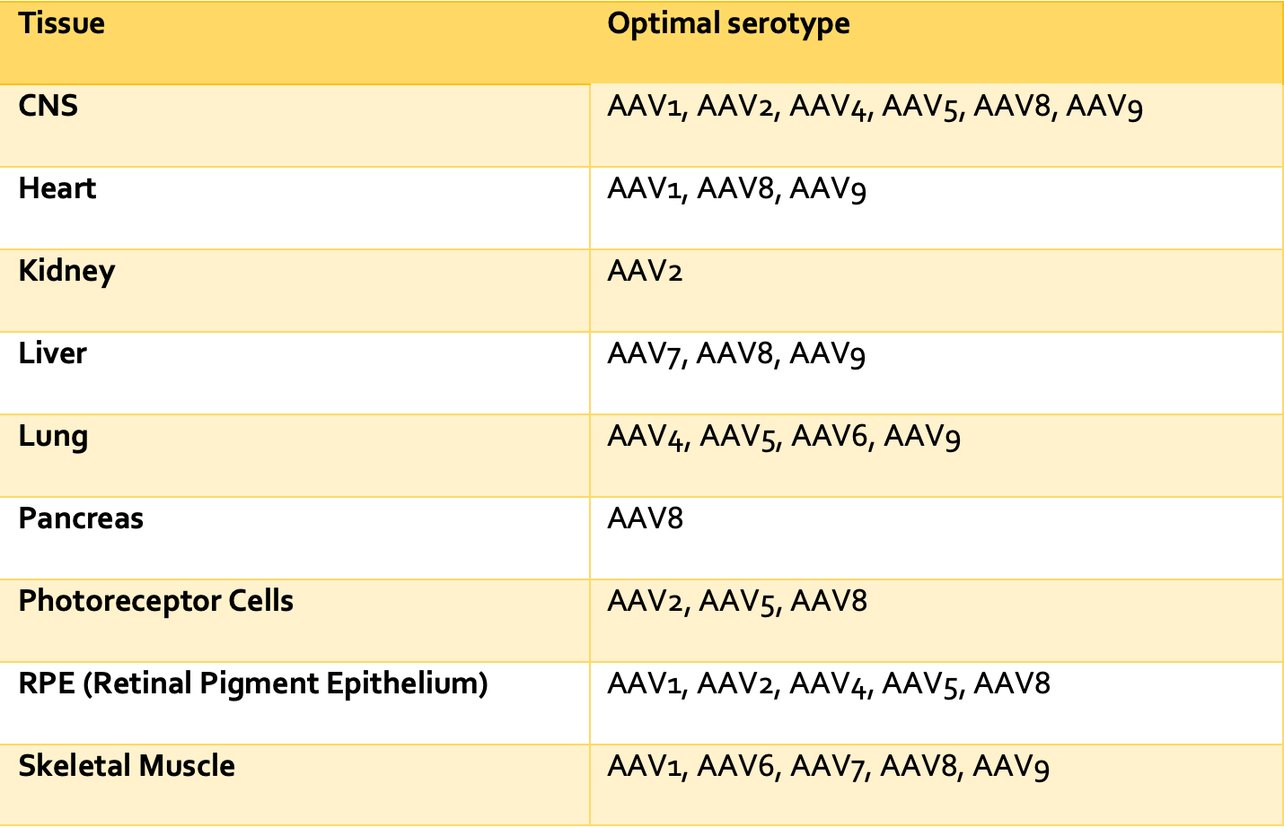 Adeno-Associated Virus Gene Therapy Landscape