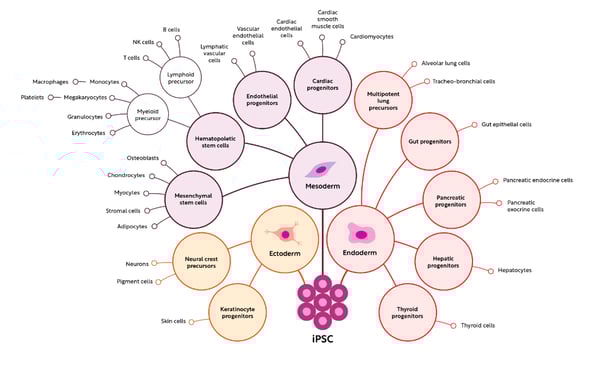 The iPSC Clinical Landscape: A Bright Future Ahead