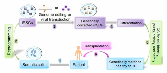 Unlocking iPSCs to Improve CNS Modeling and Drug Discovery